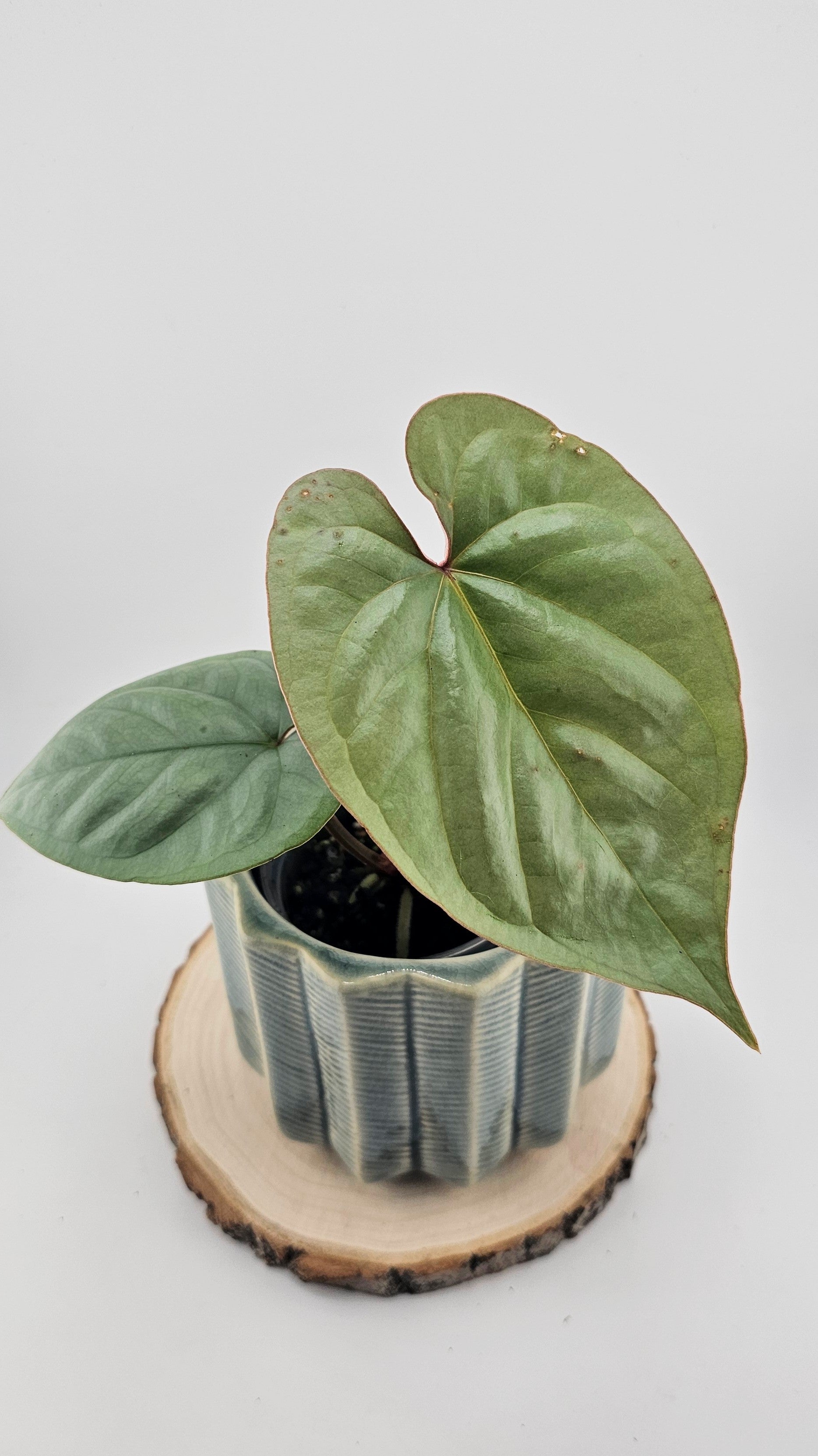 Anthurium sp. Peru Silver (31) – Wilderly